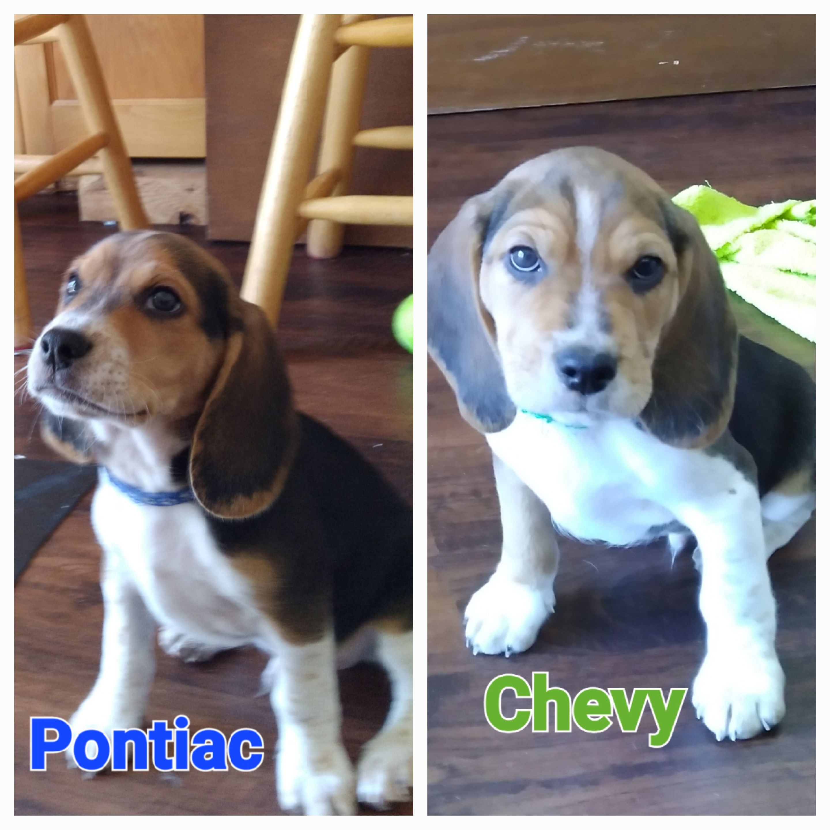 Pennysaver Online | NY Pennysaver Classifieds