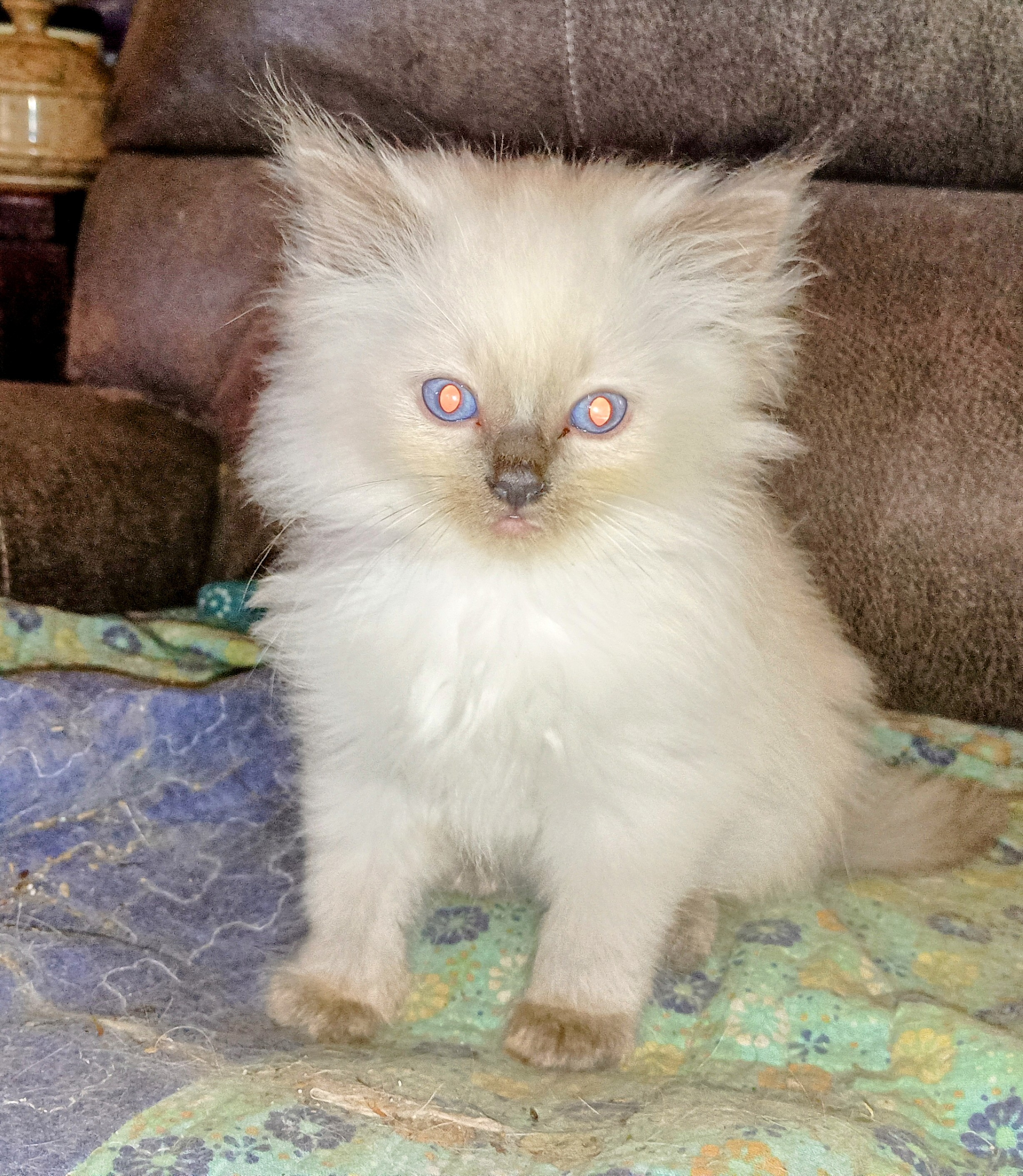 Pennysaver Online | NY Pennysaver Classifieds