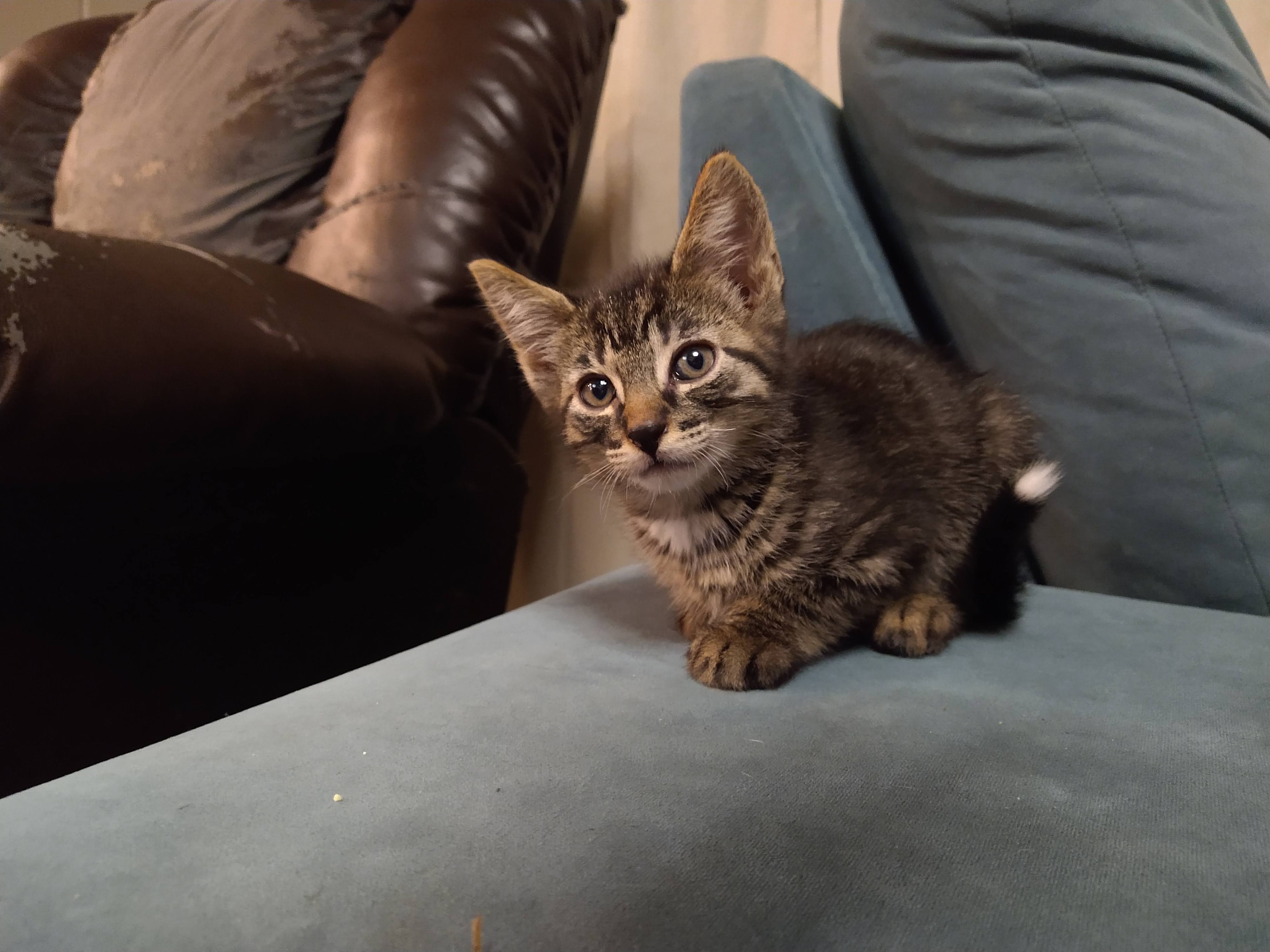 Pennysaver Online | NY Pennysaver Classifieds